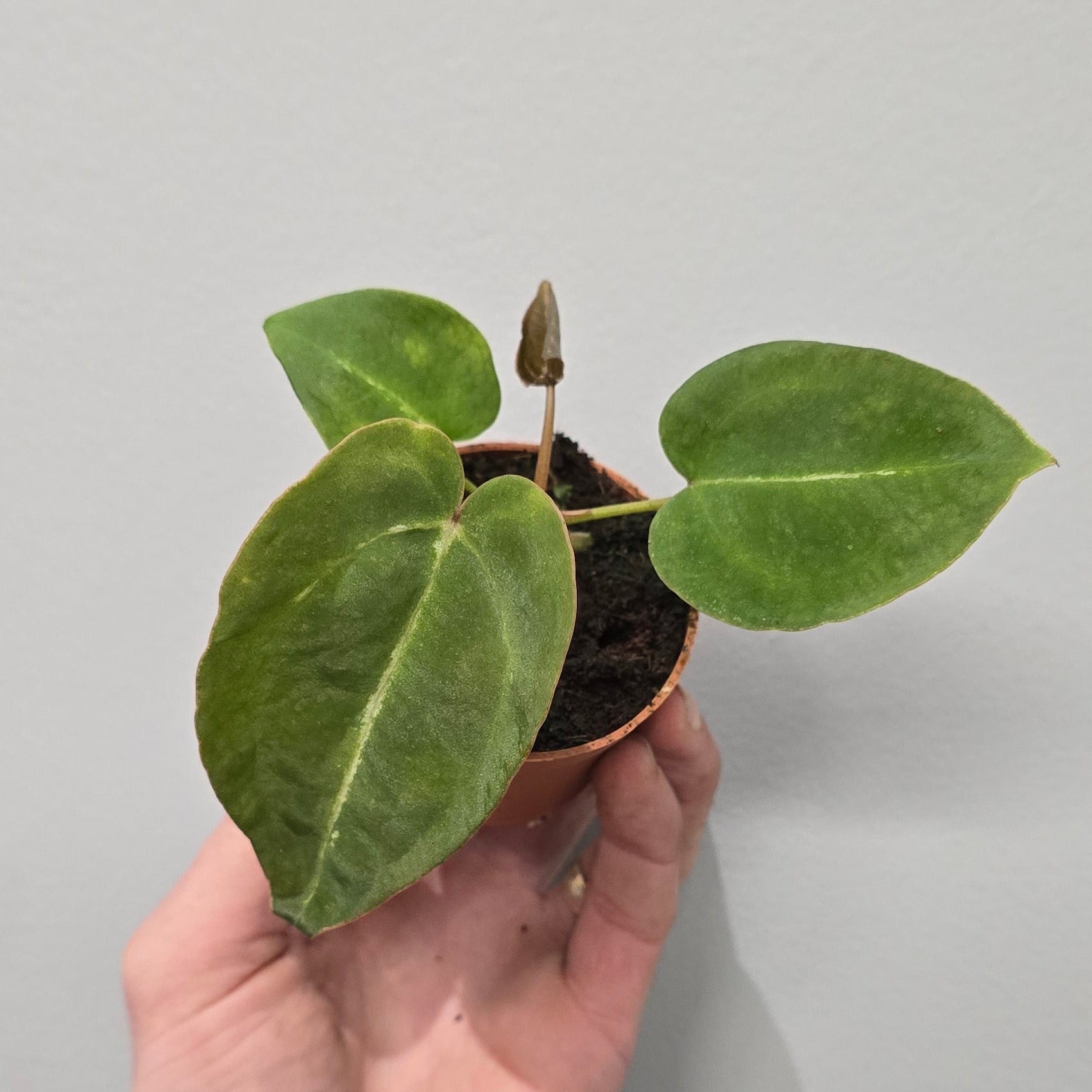 Mini Anthurium Forgetii – 6cm Pot | Rare Tropical Houseplant – Ey-Up Plants