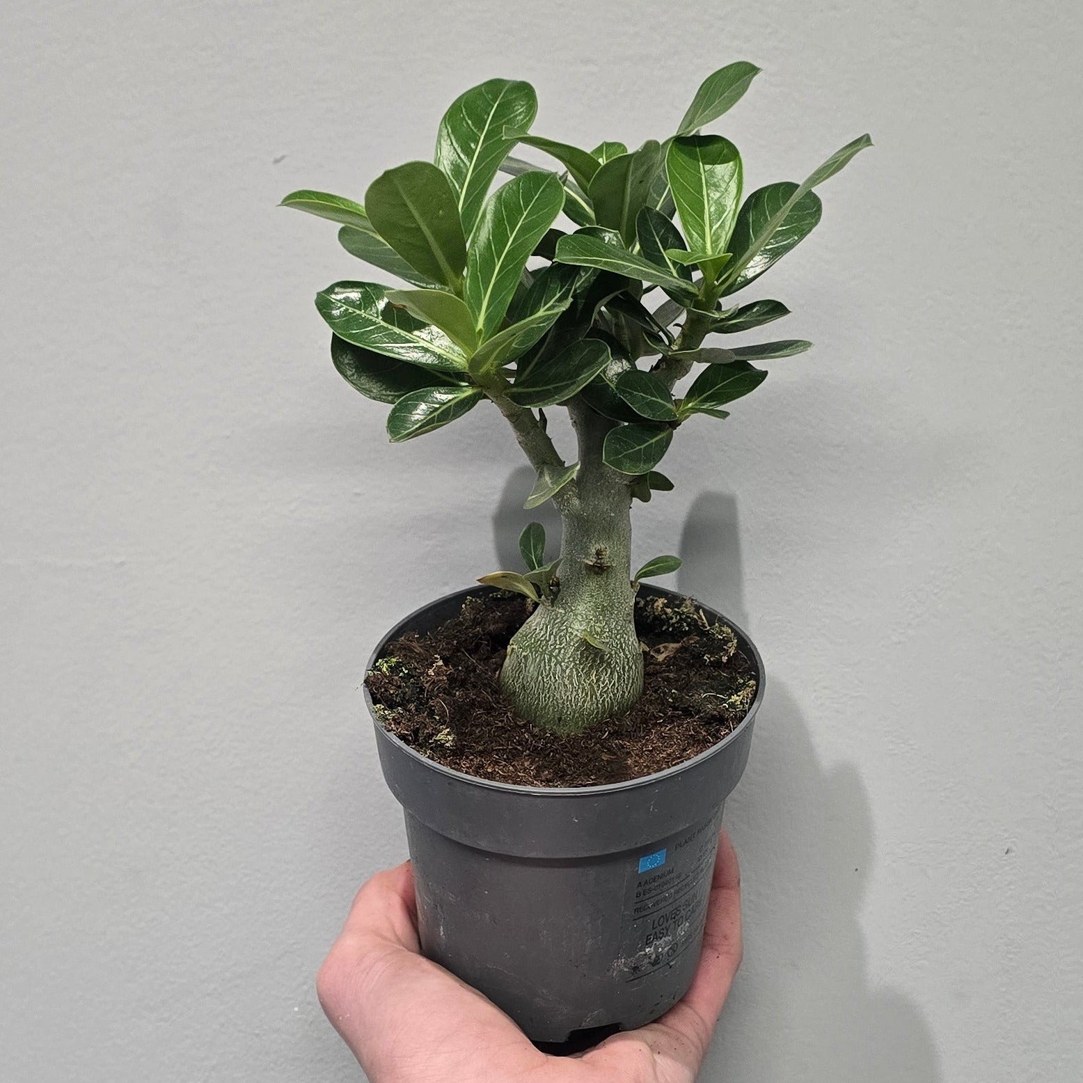Adenium Obesum - Desert Rose Caudex Forming Flowering Succulent Shrub ...